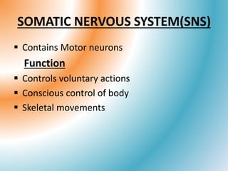 Peripheral nervous system (pns) | PPT