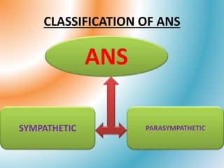 Peripheral nervous system (pns) | PPT