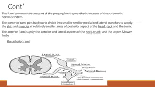 PERIPHERAL NERVOUS SYSTEM PRESENTATION.pptx