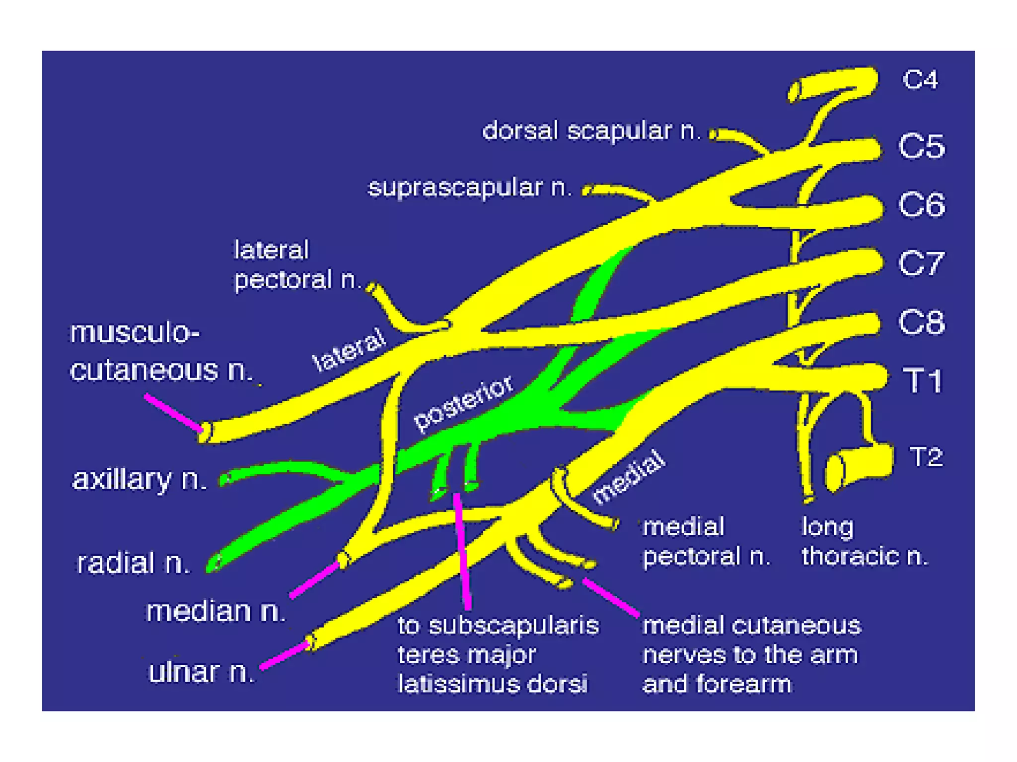 Peripheral Neuropathy - Types | PPT | Death, Injury, or Military ...