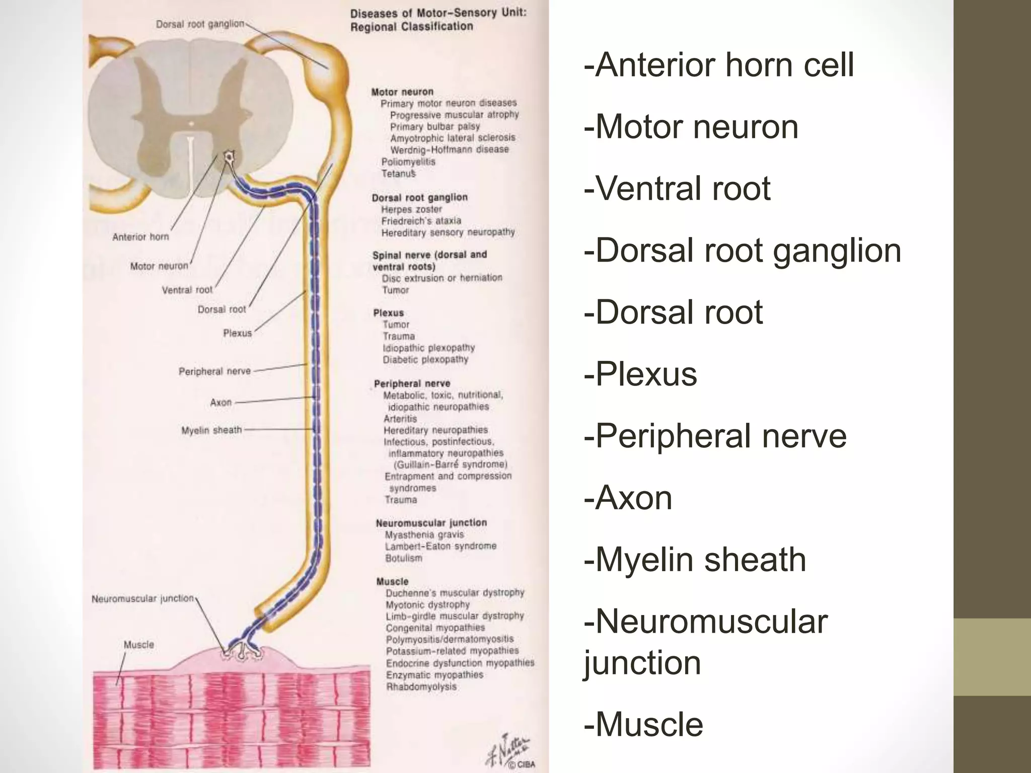 Approach to Peripheral neuropathy | PPTX