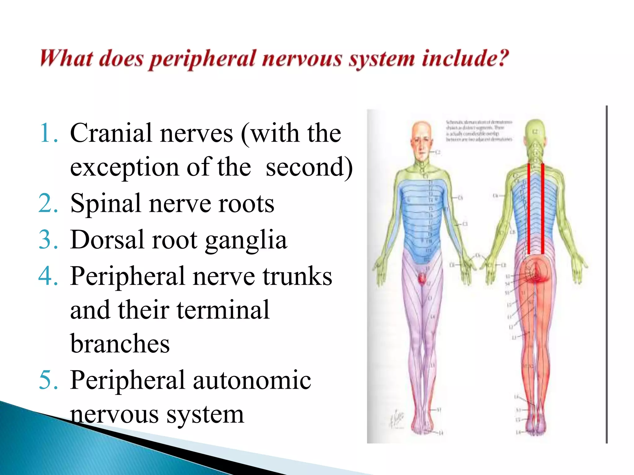 Peripheral neuropathy.ug