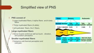 peripheral neuropathy.pptx | Foot Health | Diseases and Conditions