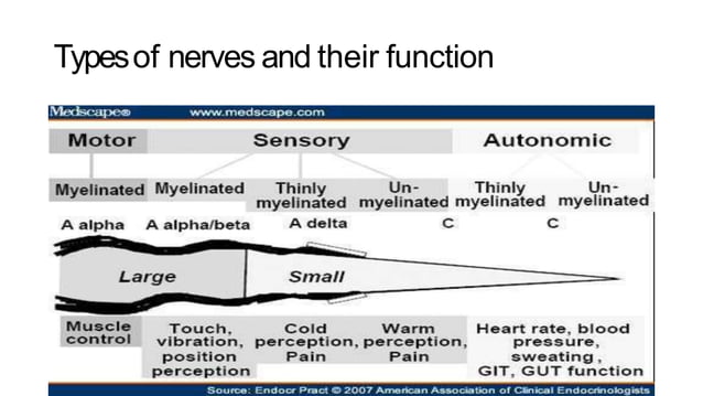 PERIPHERAL NEUROPATHY AND ITS CLASSIFICATION | PPTX | Blood Disorders ...