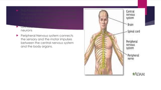 peripheral the nervous system............. | PPT