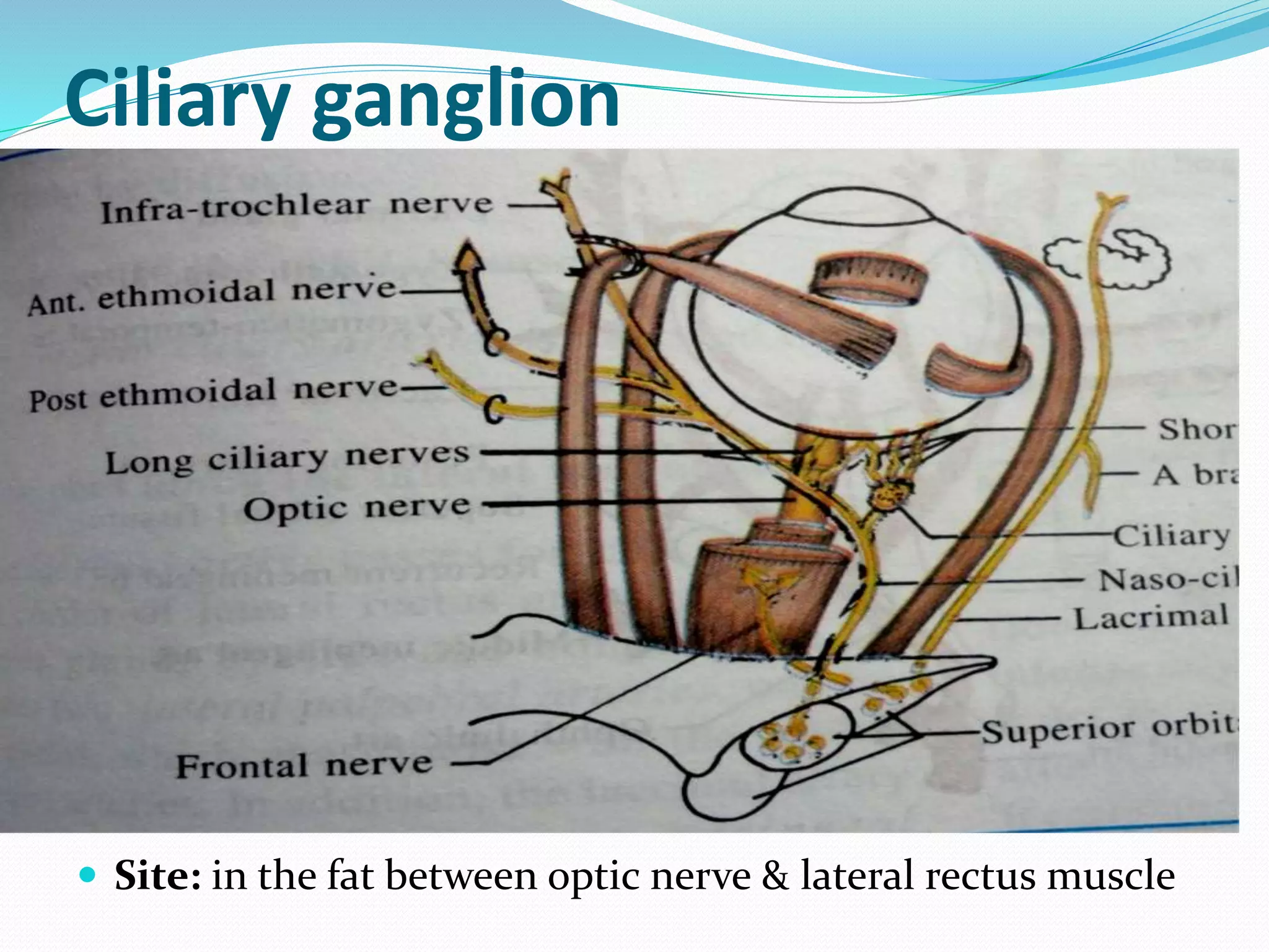 Parasympathetic ganglia of Head and Neck | PPTX
