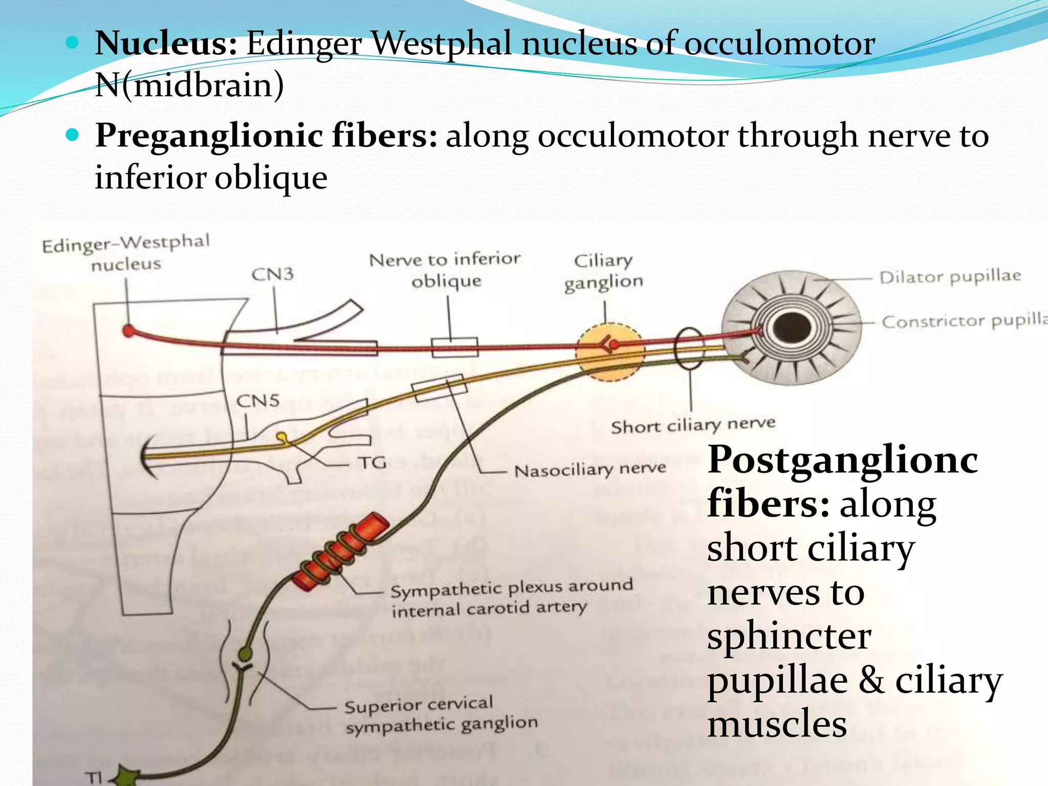 Parasympathetic ganglia of Head and Neck | PPTX