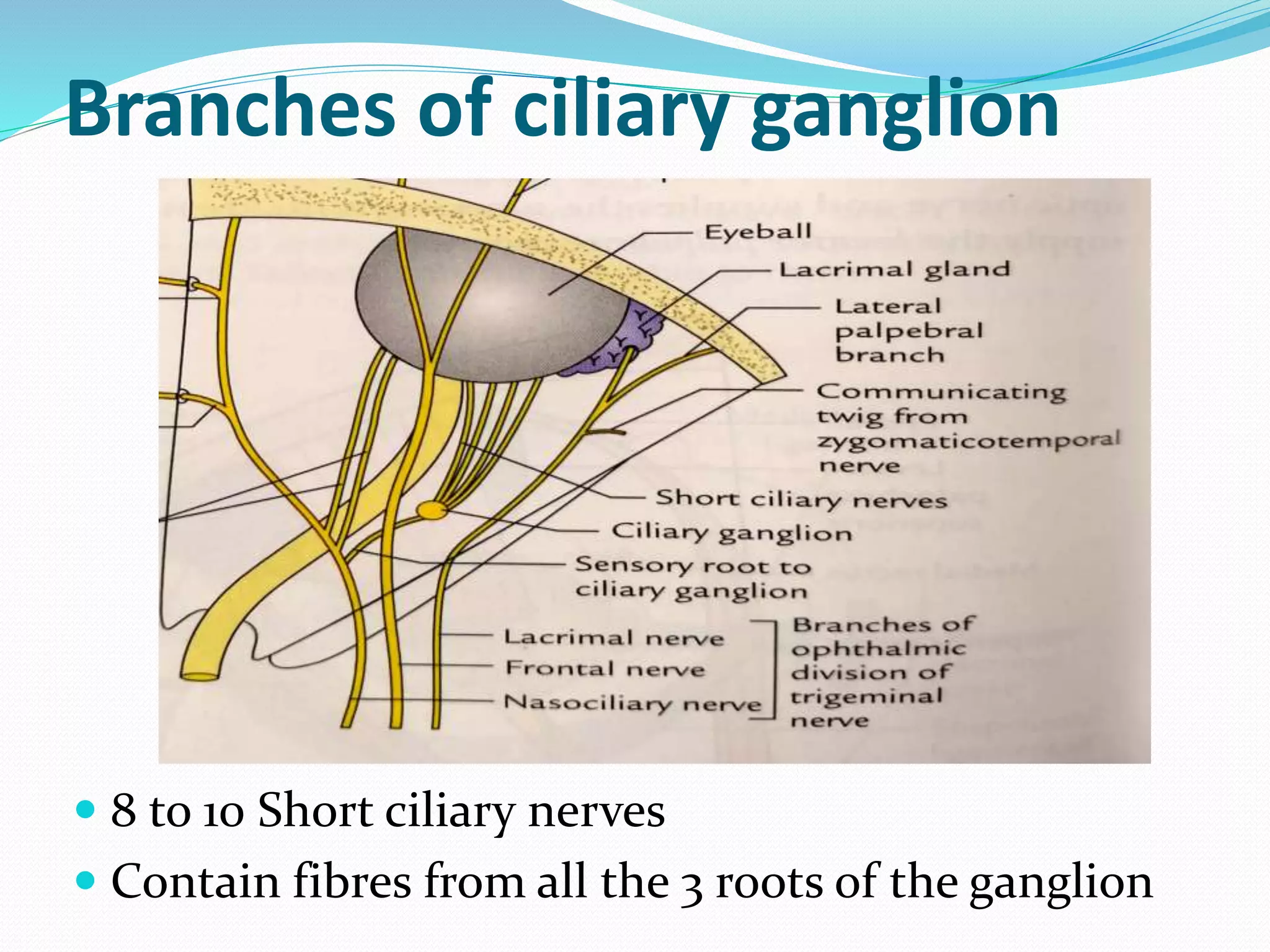 Parasympathetic ganglia of Head and Neck | PPTX