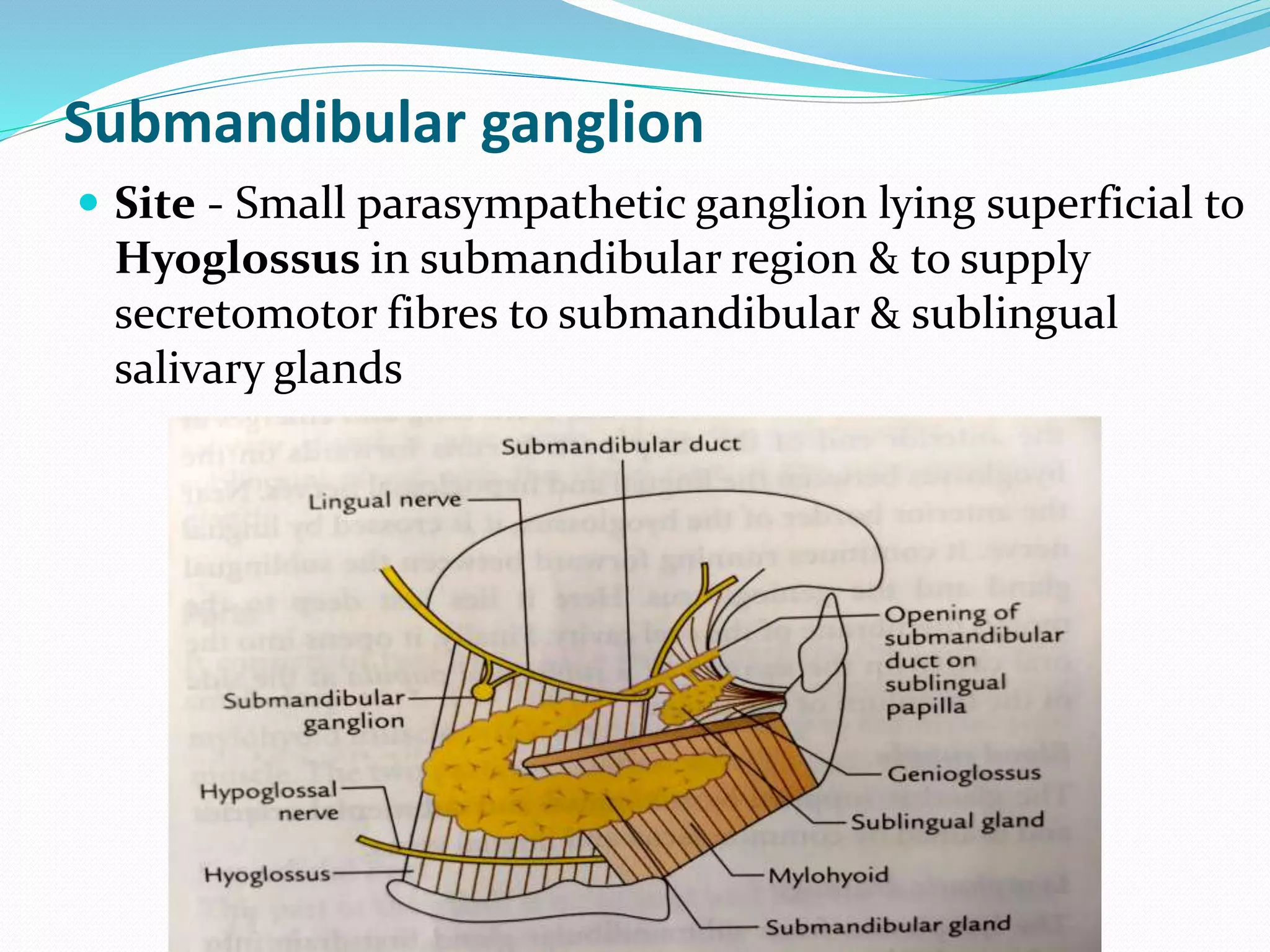 Parasympathetic ganglia of Head and Neck | PPTX