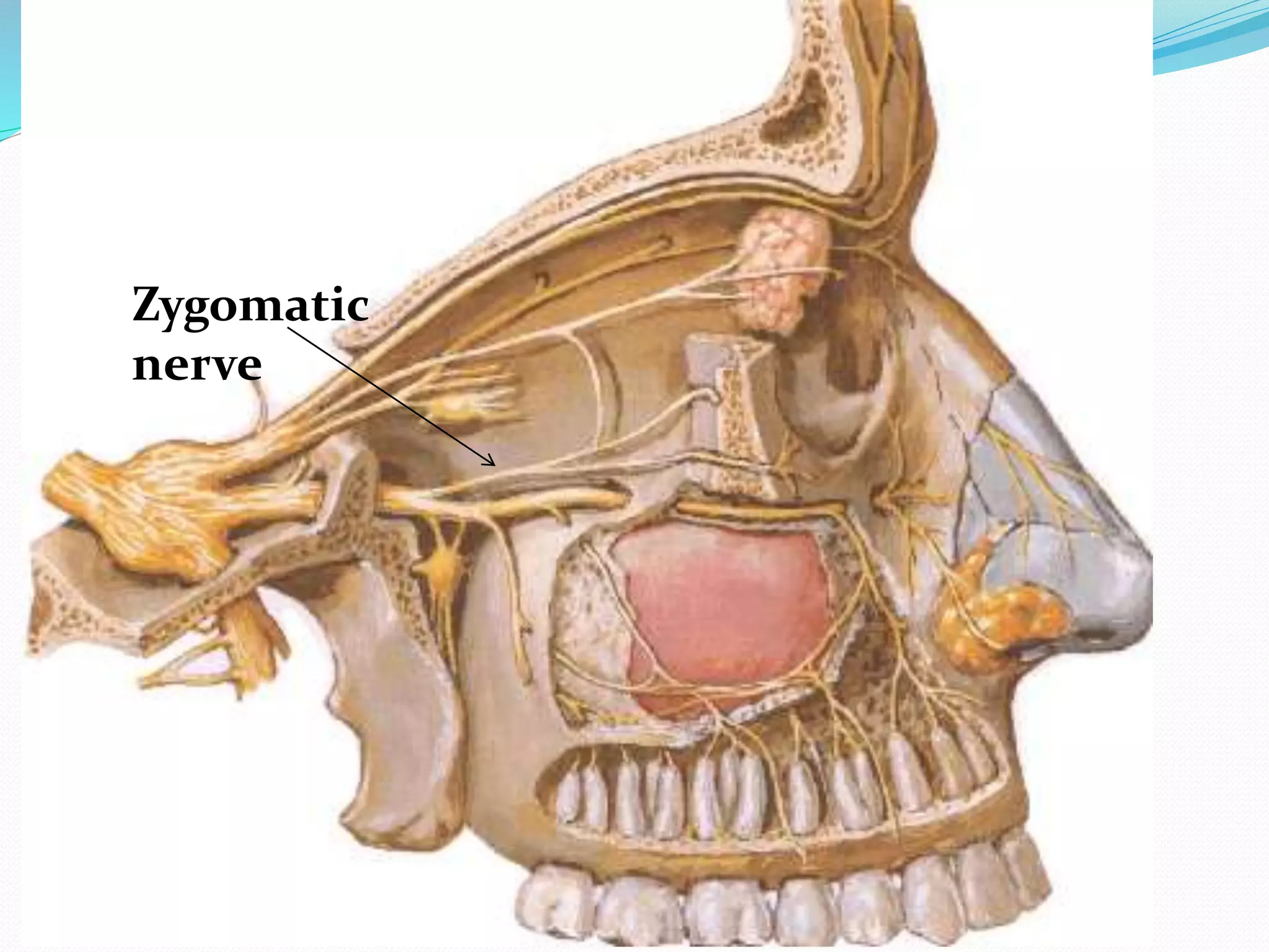 Parasympathetic ganglia of Head and Neck | PPTX