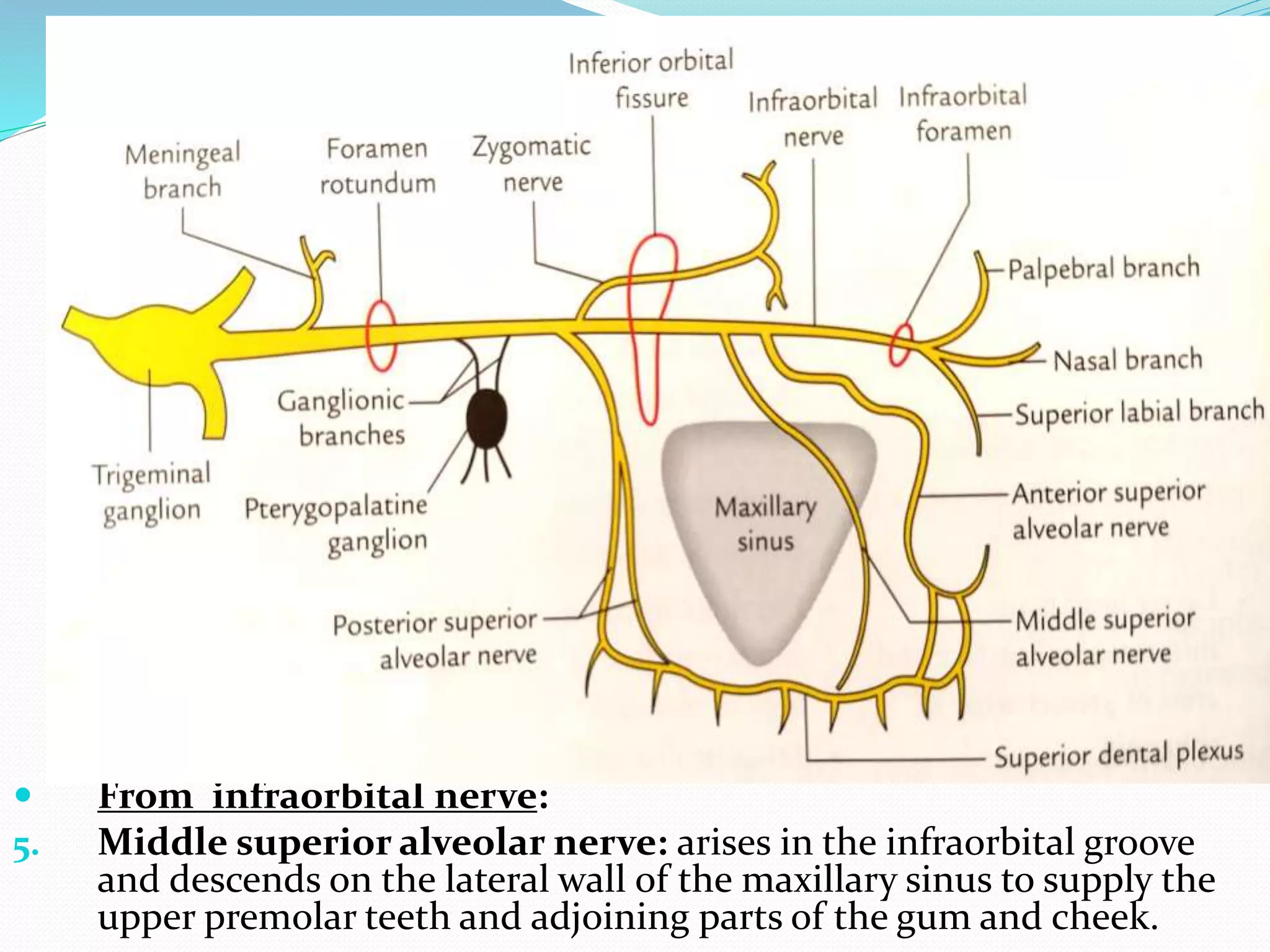Parasympathetic ganglia of Head and Neck | PPTX