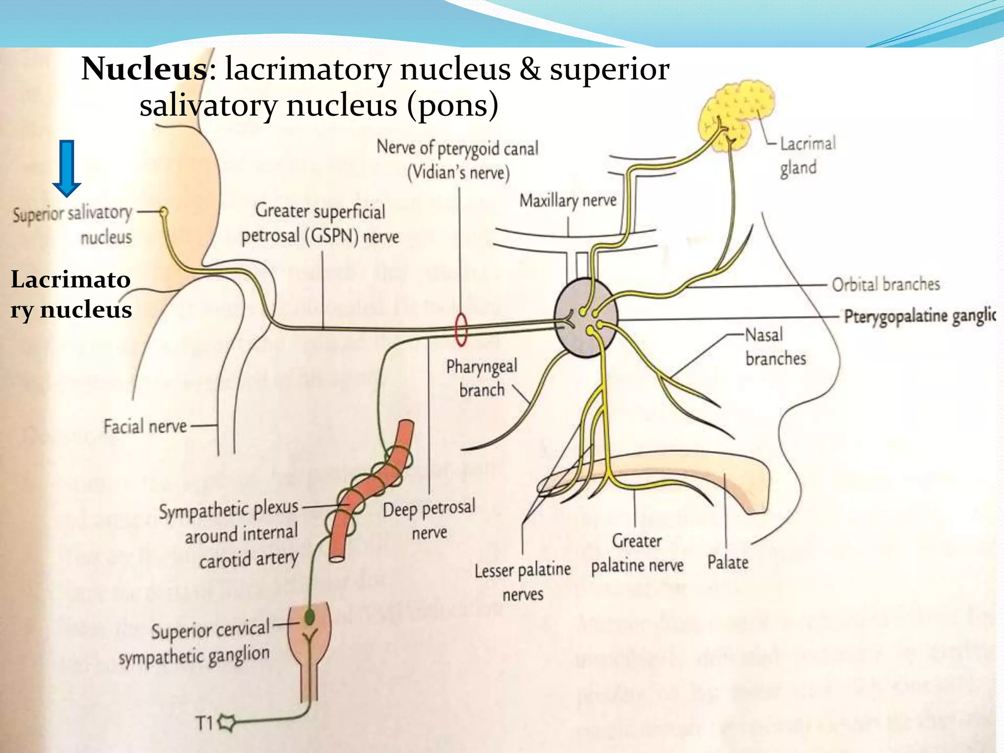 Parasympathetic ganglia of Head and Neck | PPTX