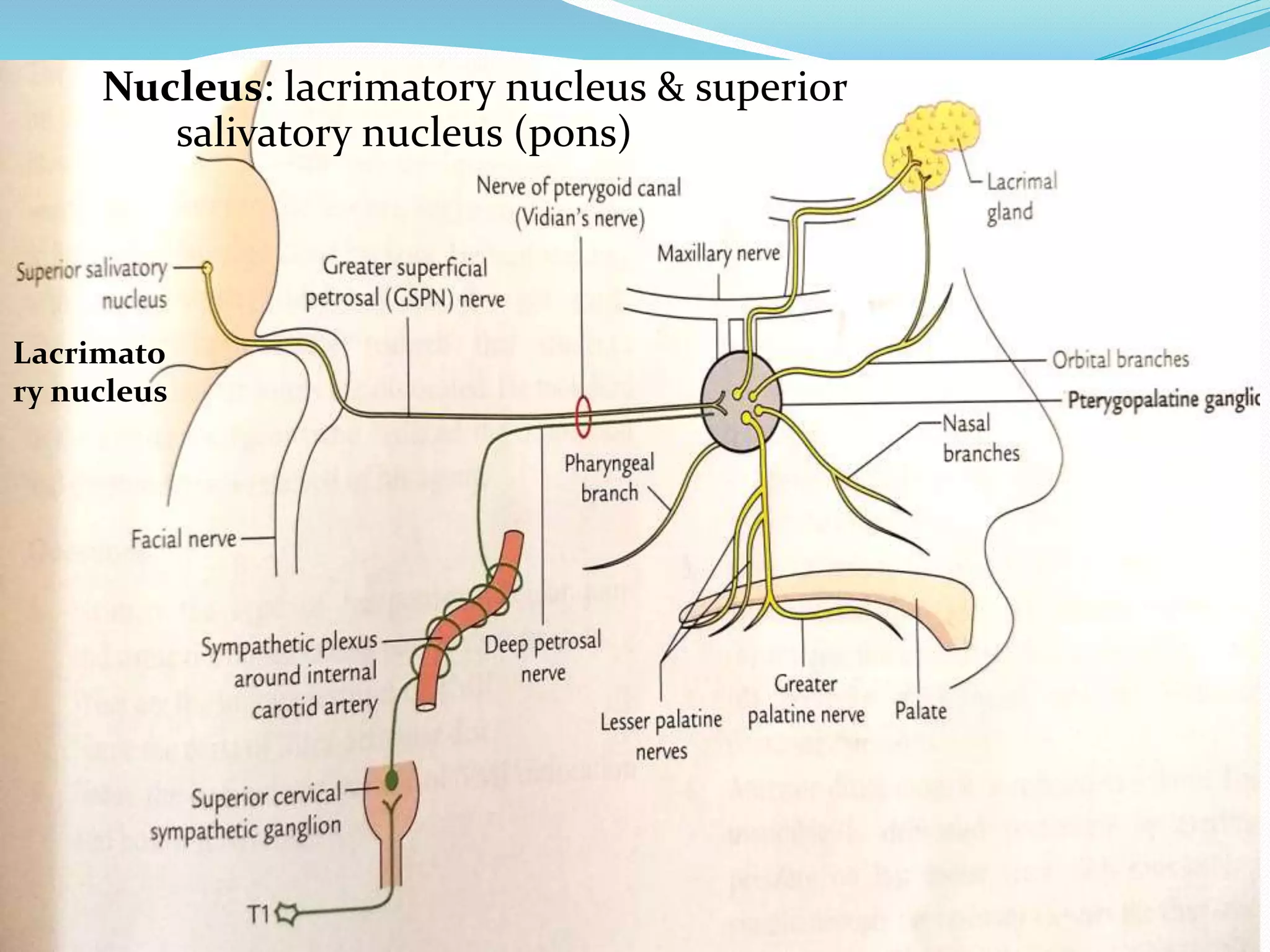 Parasympathetic ganglia of Head and Neck | PPTX