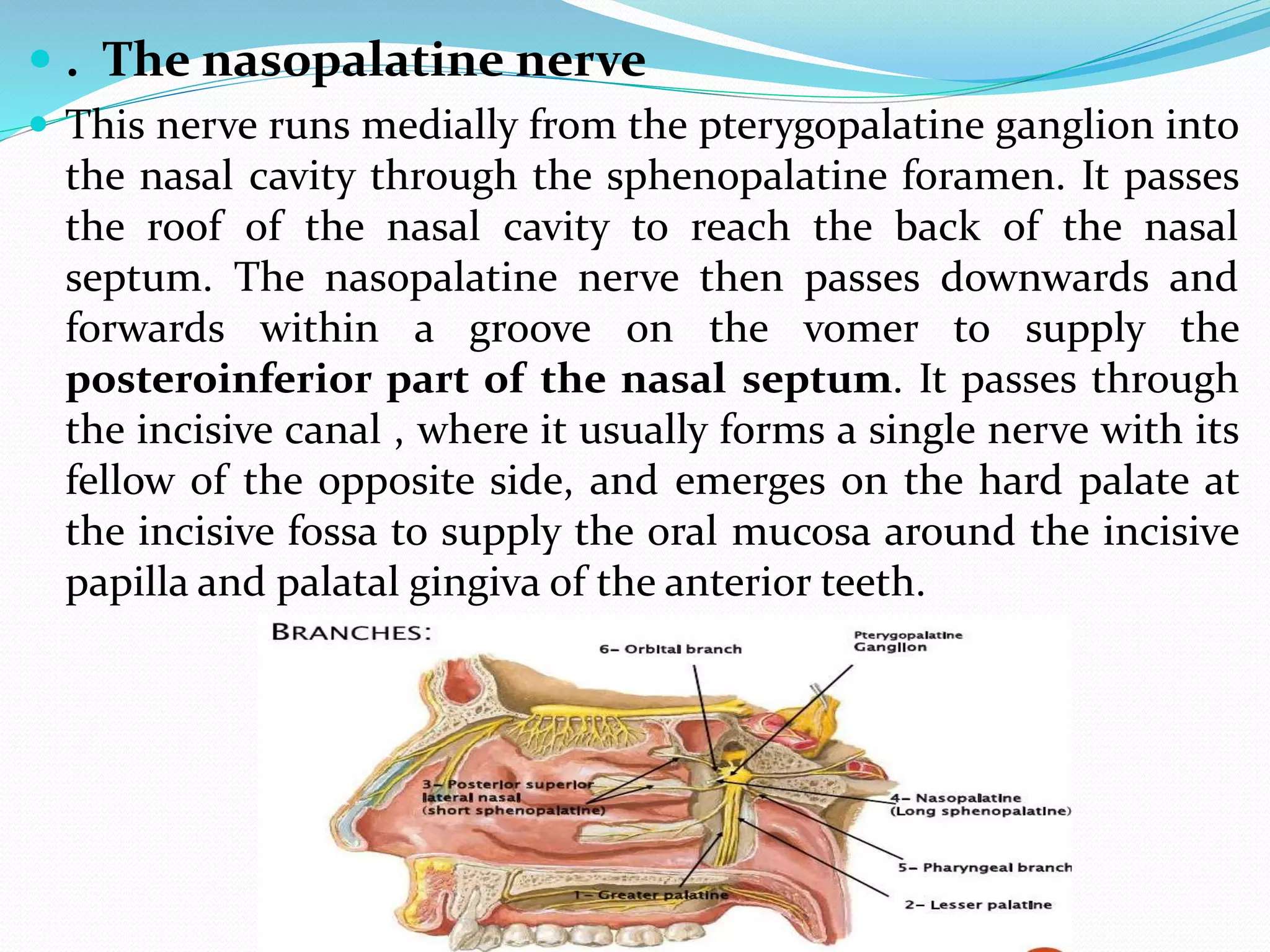 Parasympathetic ganglia of Head and Neck | PPTX