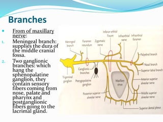 Parasympathetic ganglia of Head and Neck | PPTX