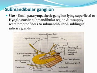Submandibular Ganglion