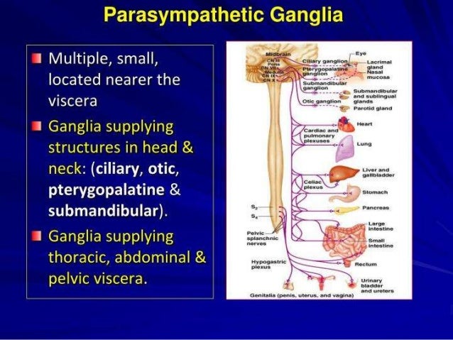 Parasympathetic ganglia of Head and Neck