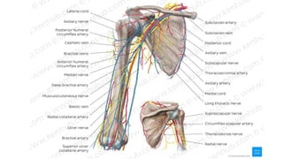 Peripheral portacath - Article - TR - 2019 | PPTX