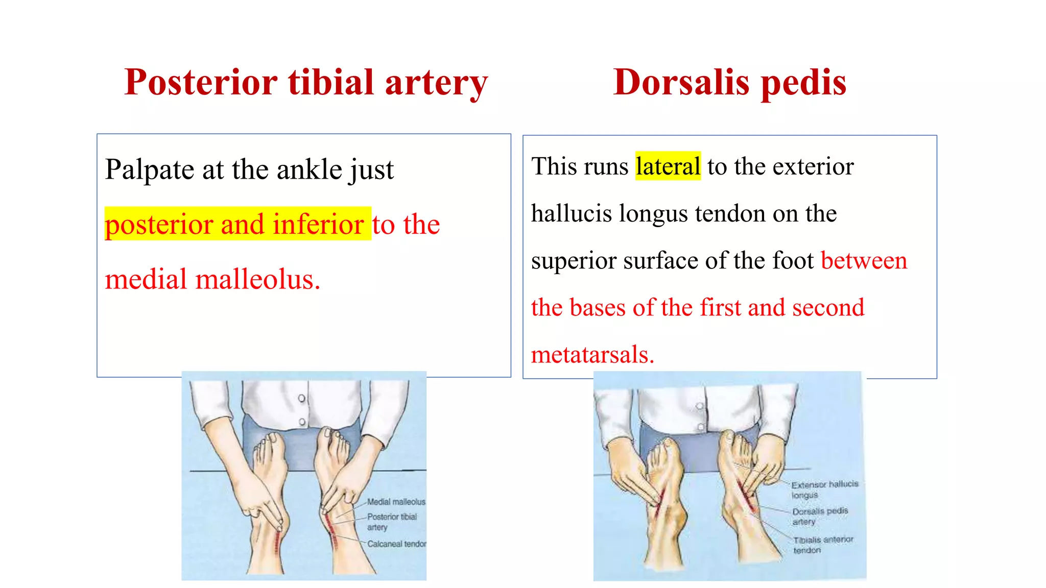 Peripheral pulsations and blood pressure measurement | PPTX