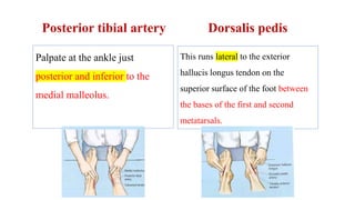 Posterior Tibial Artery Palpation