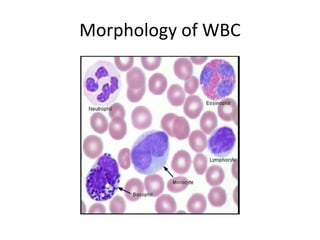 Peripheral smear | PPTX