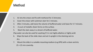 peripheral smear. DMLT.pptx | Blood Disorders | Diseases and Conditions