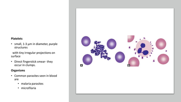 peripheral smear. DMLT.pptx