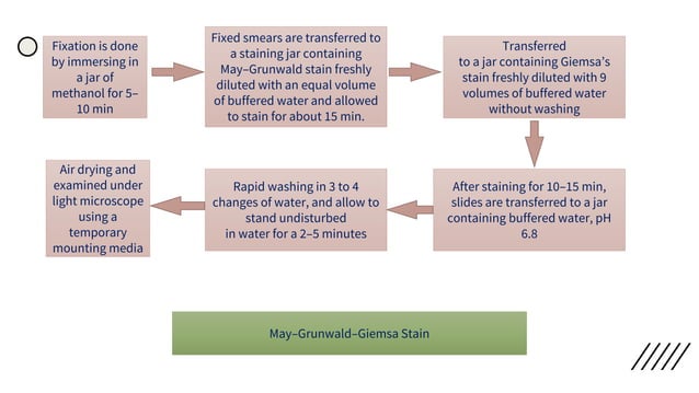 Peripheral smear staining and morphology | PDF | Blood Disorders ...