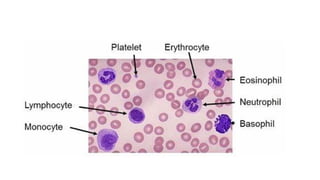 PERIPHERAL SMEAR AND RETICULOCYTE pathology.pptx