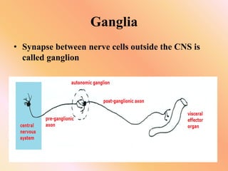 peripheral system of nervous system ..pdf