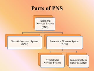 peripheral system of nervous system ..pdf