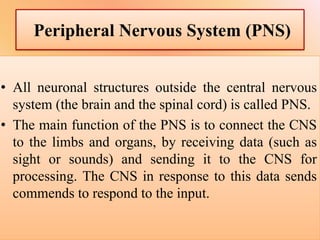 peripheral system of nervous system ..pdf