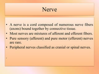 peripheral system of nervous system ..pdf
