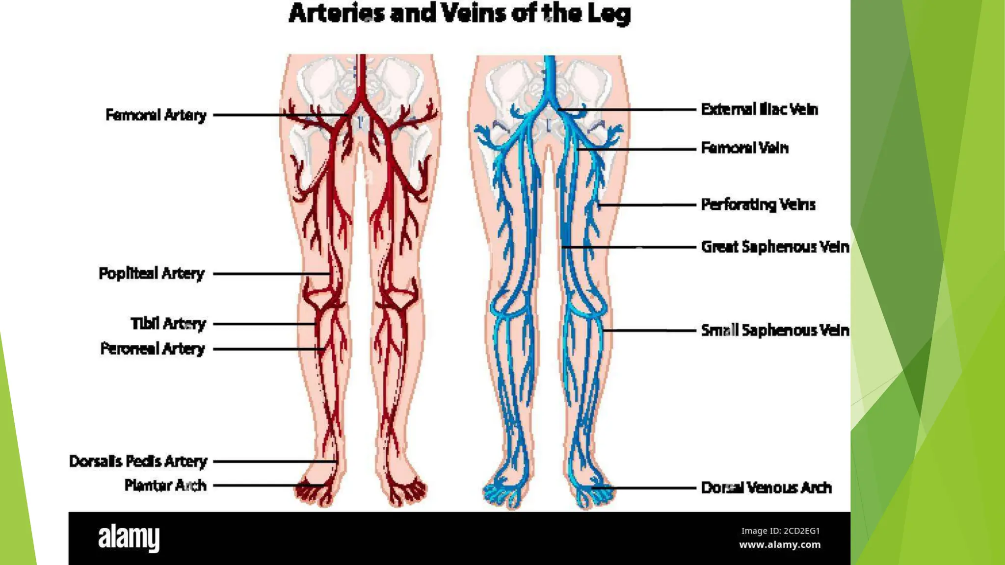 Peripheral vascular examination (2).pptx