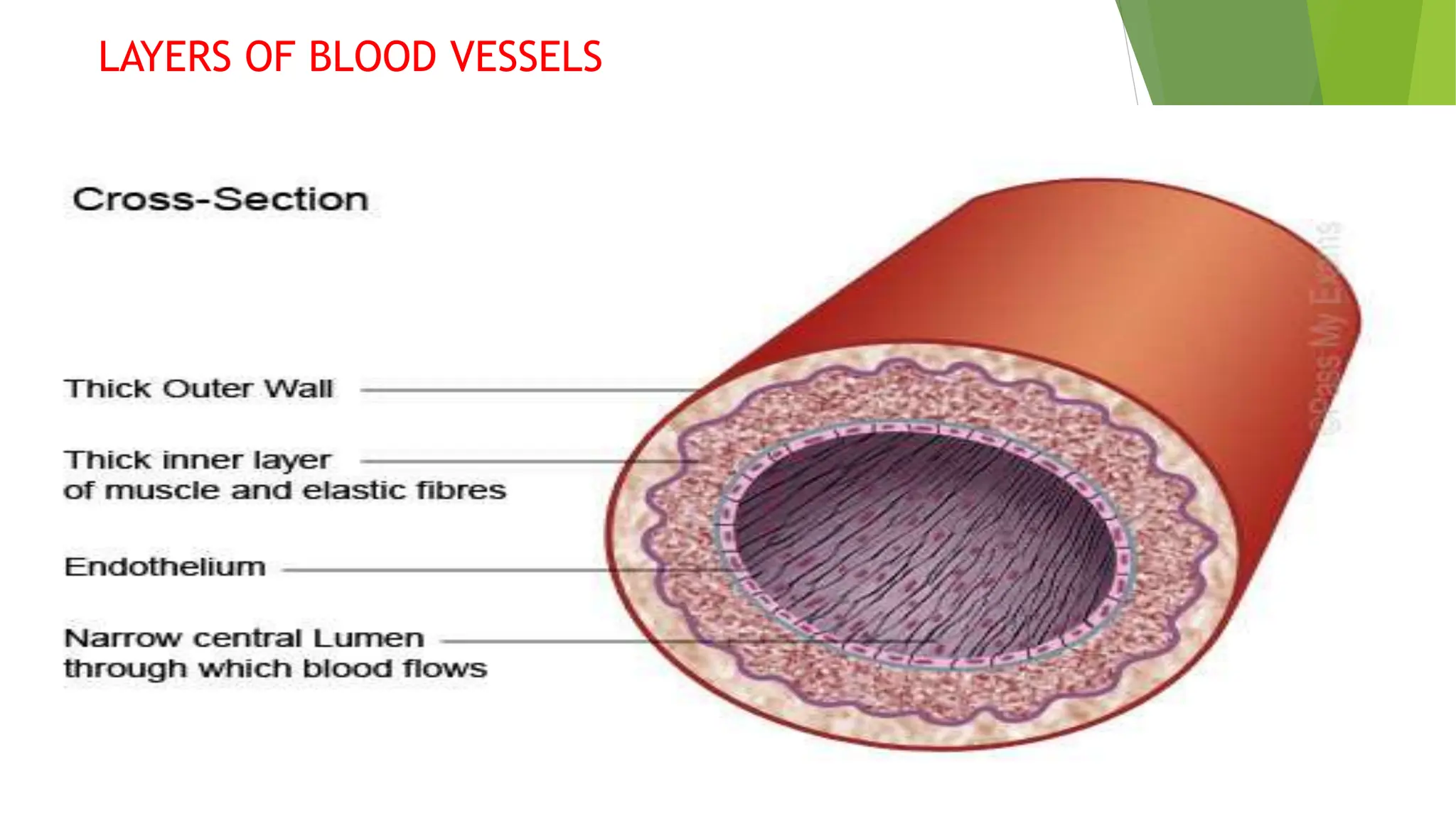 Peripheral vascular examination (2).pptx