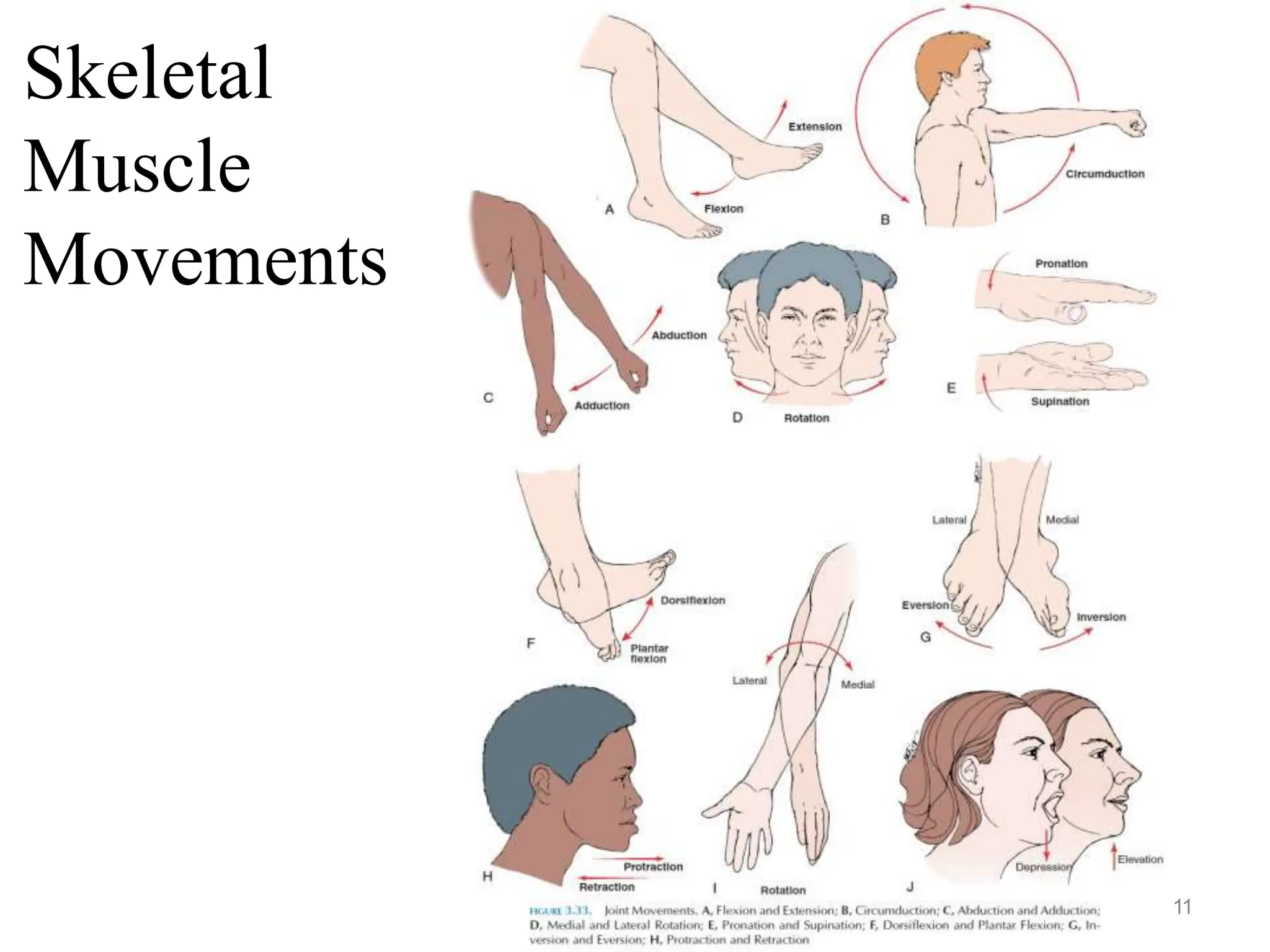 Peripheral Vascular _Musculoskeletal system.pptx