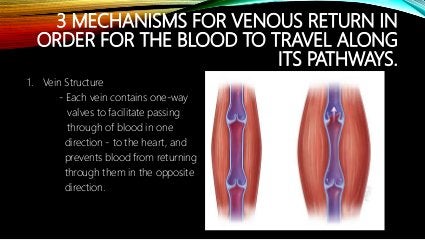 PERIPHERAL VASCULAR SYSTEM.pptx