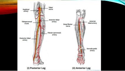 PERIPHERAL VASCULAR SYSTEM.pptx