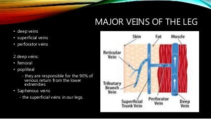 PERIPHERAL VASCULAR SYSTEM.pptx