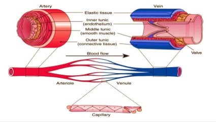 PERIPHERAL VASCULAR SYSTEM.pptx