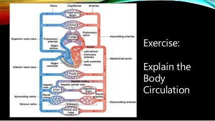 PERIPHERAL VASCULAR SYSTEM.pptx