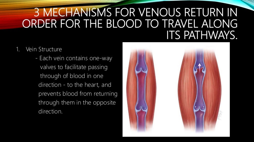 PERIPHERAL VASCULAR SYSTEM.pptx