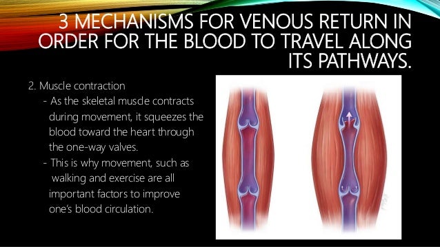 PERIPHERAL VASCULAR SYSTEM.pptx