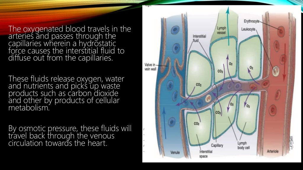 PERIPHERAL VASCULAR SYSTEM.pptx