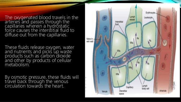 PERIPHERAL VASCULAR SYSTEM.pptx