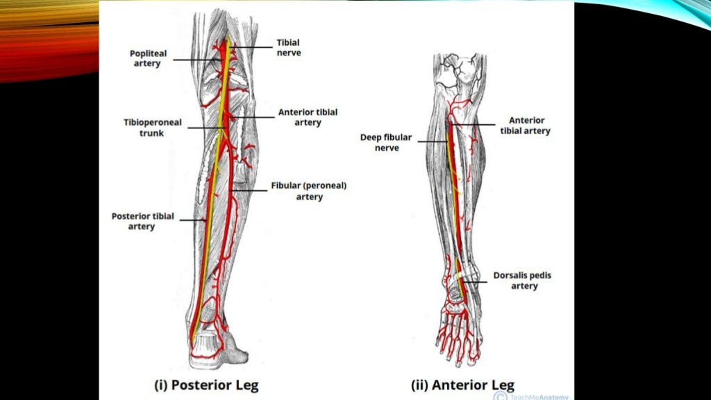 PERIPHERAL VASCULAR SYSTEM.pptx