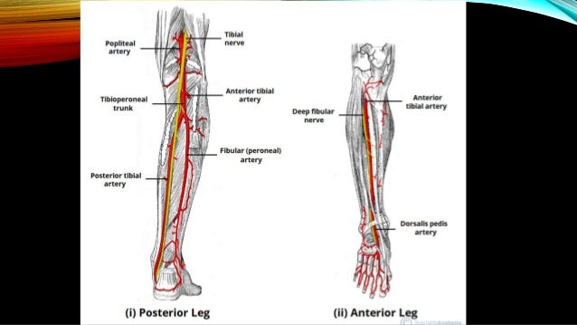 PERIPHERAL VASCULAR SYSTEM.pptx