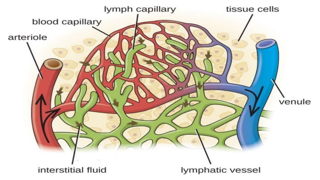 PERIPHERAL VASCULAR SYSTEM.pptx
