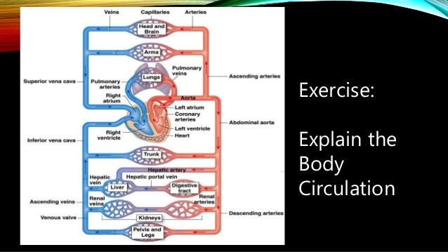 PERIPHERAL VASCULAR SYSTEM.pptx