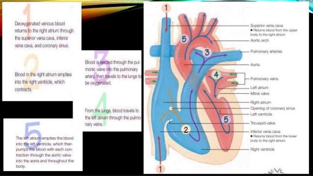 PERIPHERAL VASCULAR SYSTEM.pptx